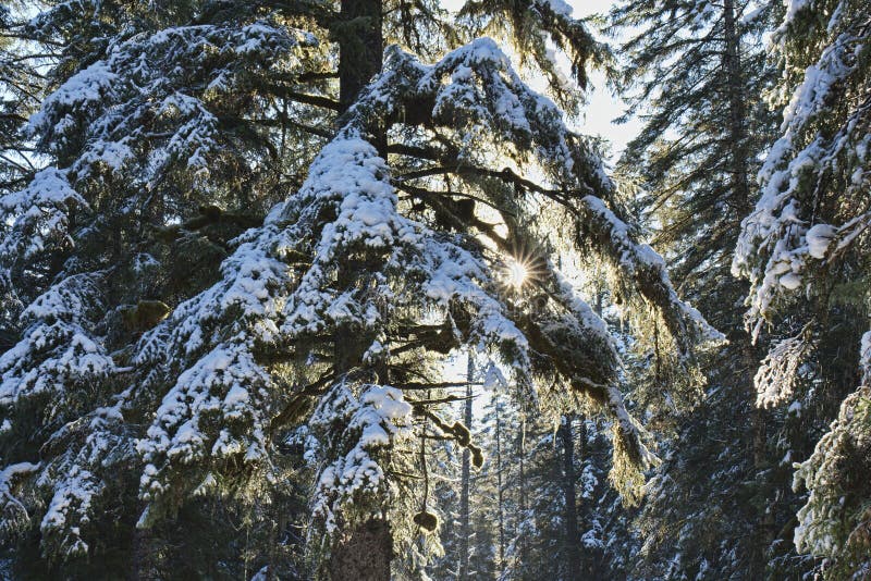 Sun Burst in an Old-growth Forest in Southeast Alaska in Winter after a ...