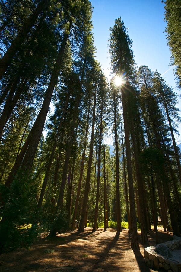 Sun Burst through Pine Trees Stock Image - Image of cedars, landscape ...
