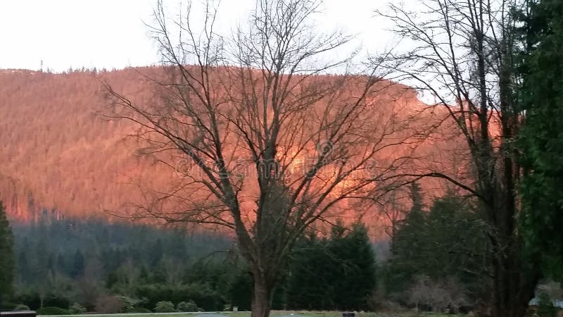 Sun cast a shadow stock photo. Image of maple, tree - 110247492