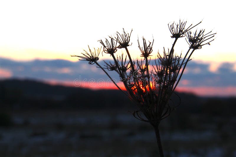 The Sun Catch Withered Plant Stock Photo - Image of november, catch ...