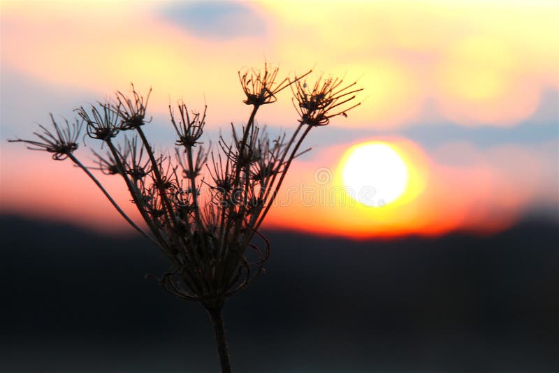 The Sun Catch Withered Plant Stock Image - Image of november, clouds ...