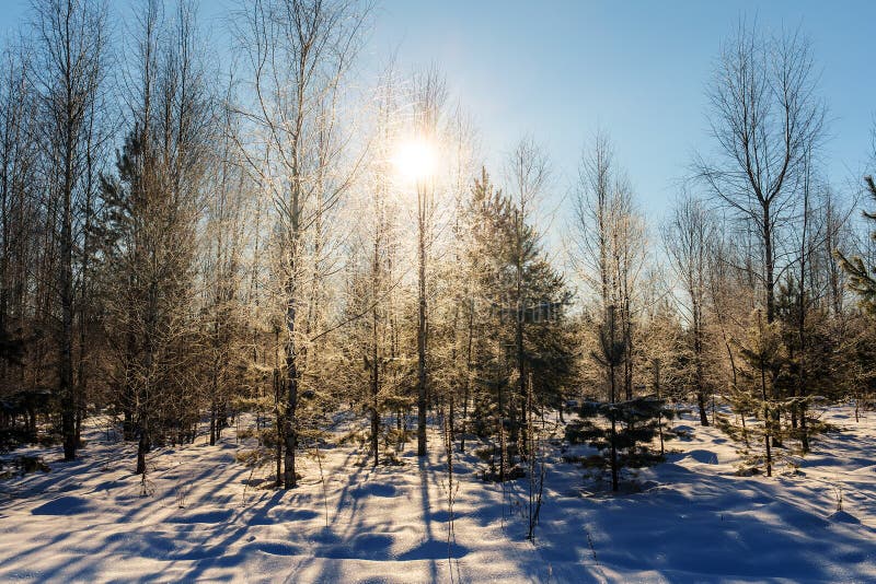 Sun in the Cold Winter Forest Stock Photo - Image of wilderness ...