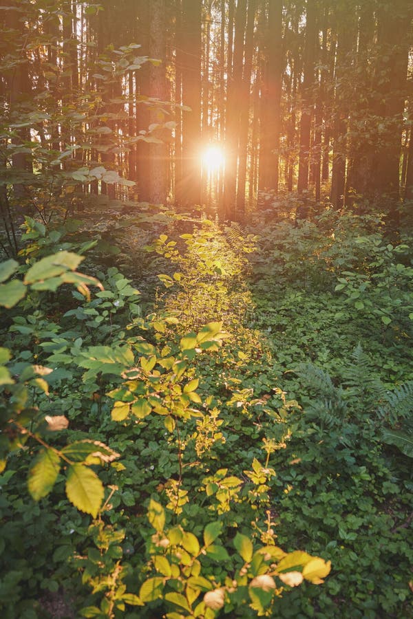 Sun Come through Forest Tree Stock Photo - Image of rays, magical ...