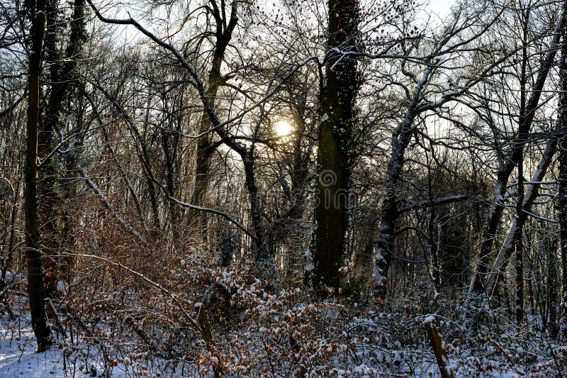 Winter Sun Over the Forest Edge Stock Photo - Image of forest, plants ...