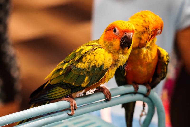 Conure Rainbow Photos - Free & Royalty-Free Stock Photos from Dreamstime