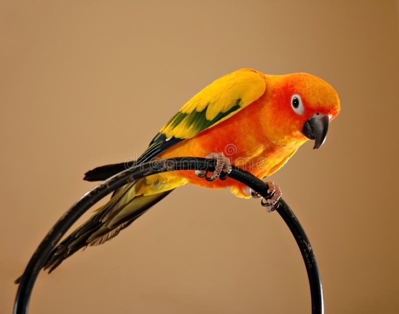 Sun Conure stock image. Image of green, animal, conure - 1648727