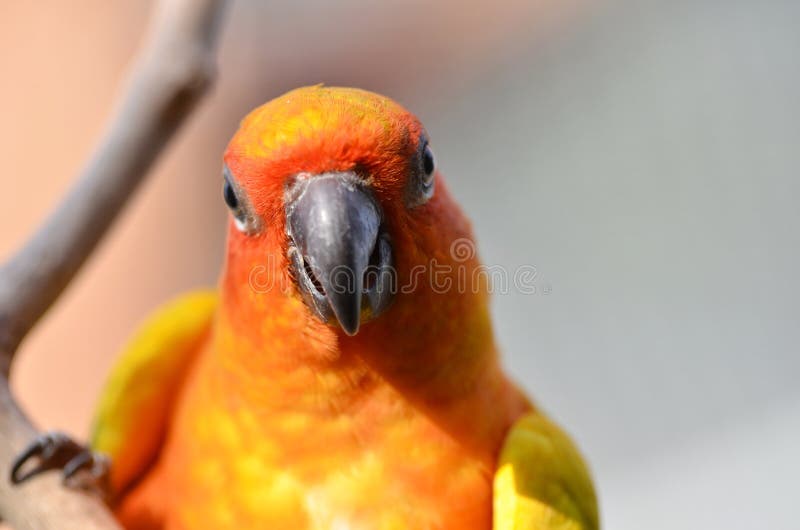 Sun Conure stock image. Image of wild, feather, close - 20741393
