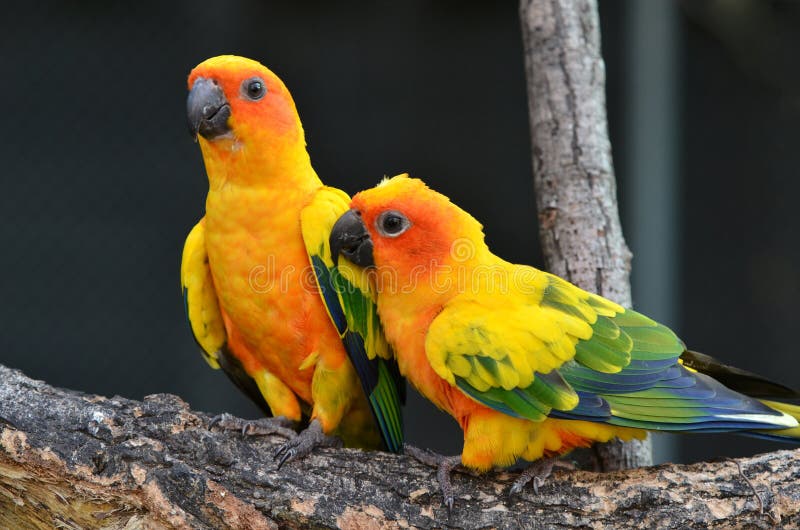 Sun Conure stock photo. Image of exotic, aratinga, orange - 32675896