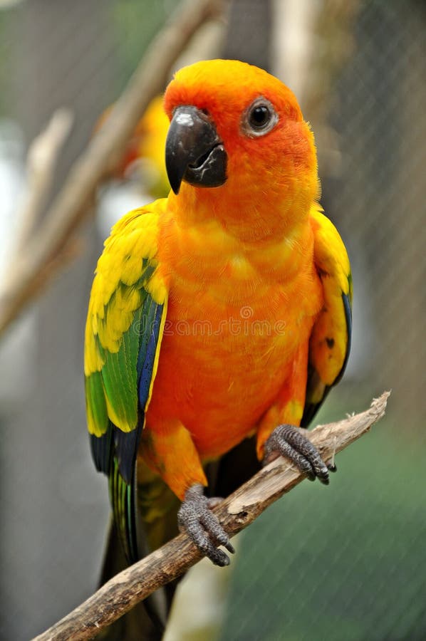 Happy Sun Conure Parrots on a Perch on White Backg Stock Photo - Image ...