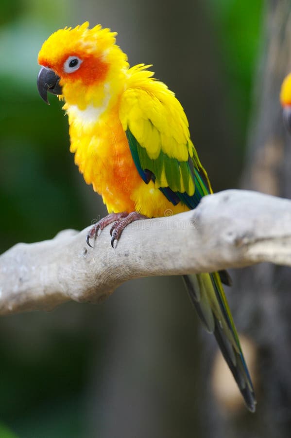 Sun Conure stock photo. Image of nature, wild, bird, parrots - 3717156