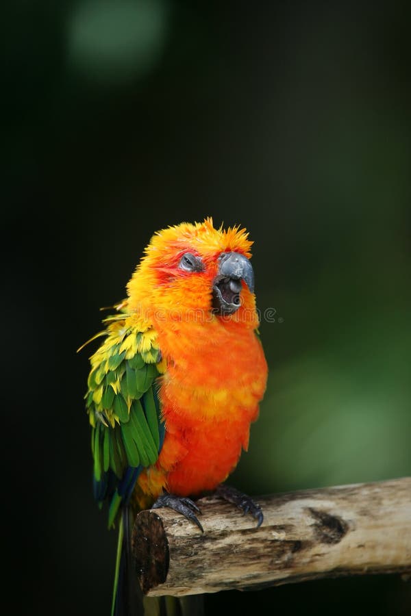 Sun Conure stock photo. Image of orange, playful, conures - 18535432