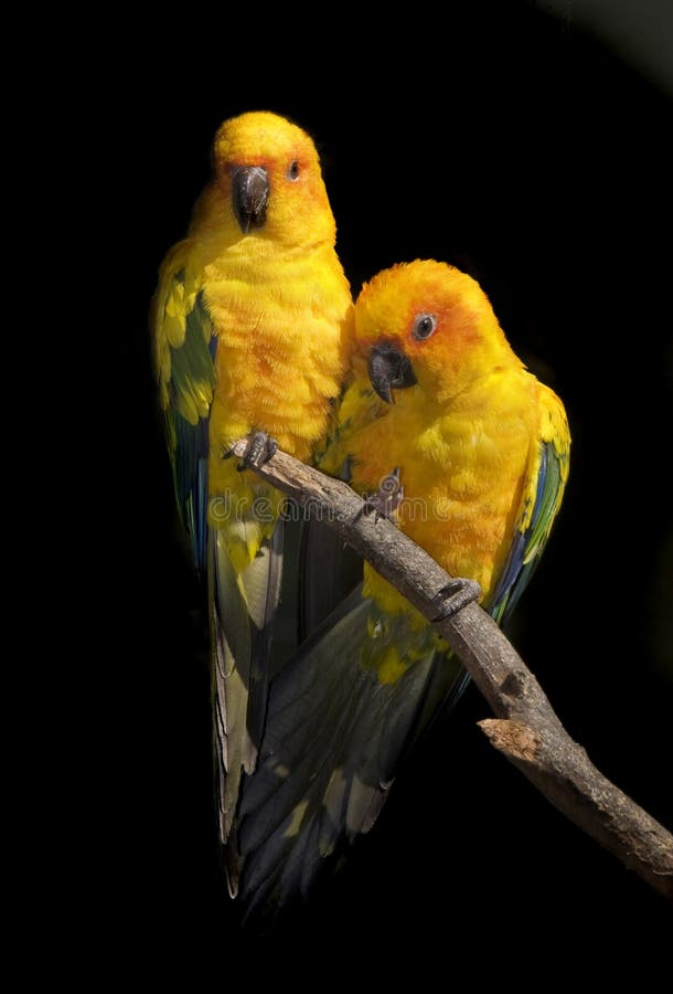 Happy Sun Conure Parrots on a Perch on White Backg Stock Photo - Image ...