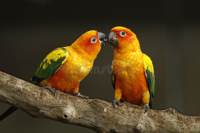 The Sun Conure, Also Known As the Sun Parakeet, is a Medium-sized ...