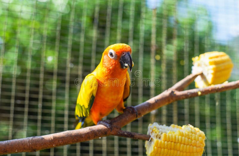 The Sun Conure (Aratinga Solstitialis), Also Known As the Sun Parakeet ...