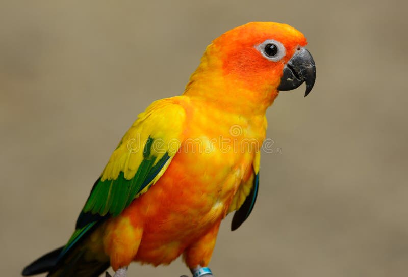 Sun Conure (Aratinga Solstitialis) Stock Image - Image of beautiful ...