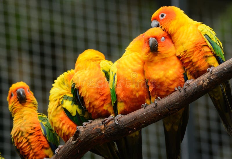 Sun Conure (Aratinga Solstitialis) Stock Image - Image of wildlife ...