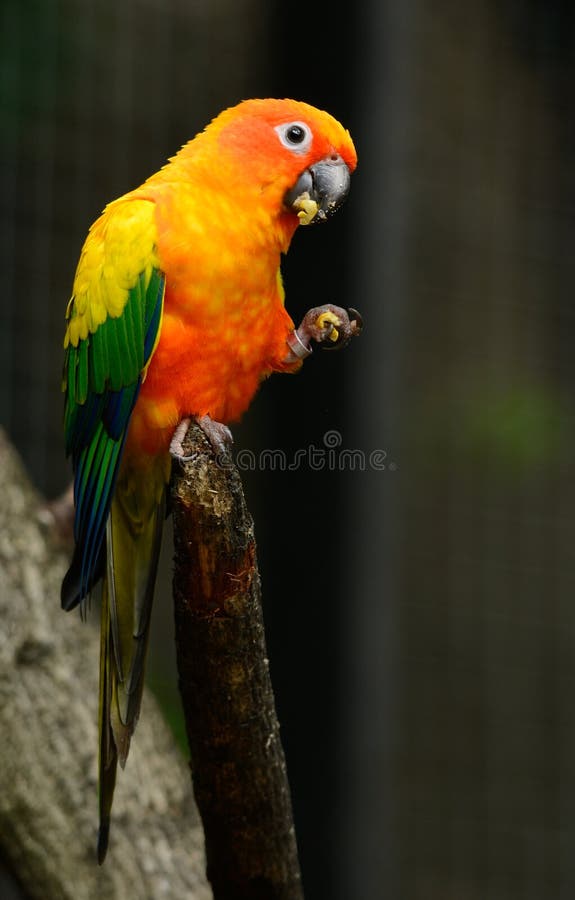 Sun Conure (Aratinga Solstitialis) Stock Photo - Image of forest ...