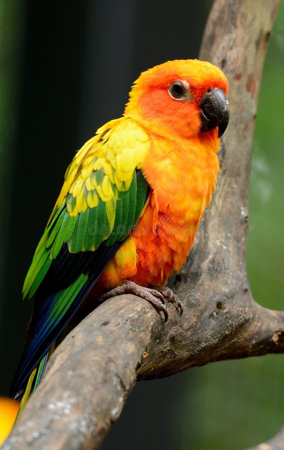 Sun Conure (Aratinga Solstitialis) Stock Photo - Image of tropical ...