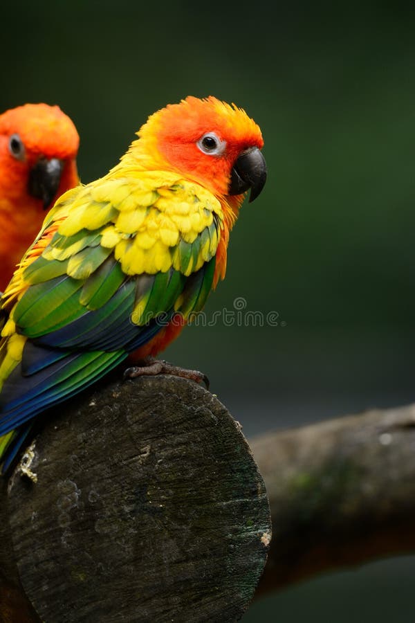 Sun Conure (Aratinga Solstitialis) Stock Image - Image of colorful ...