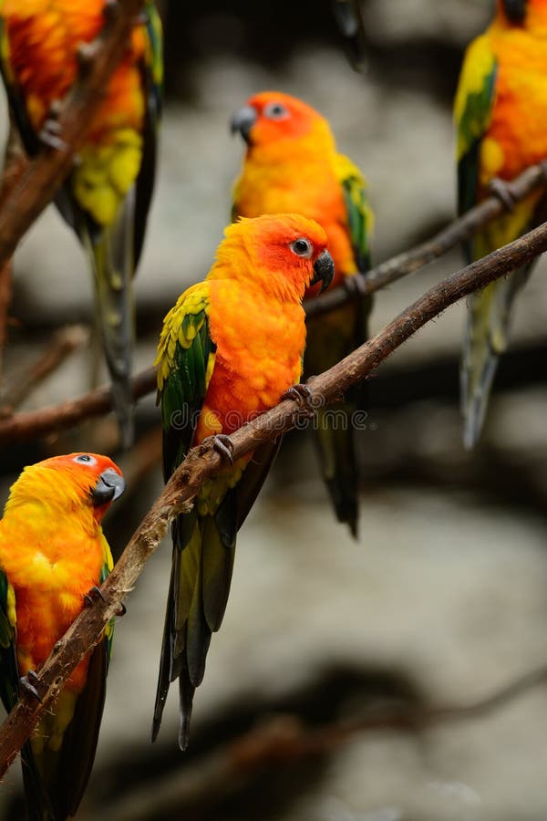 Sun Conure (Aratinga Solstitialis) Stock Photo - Image of feather ...
