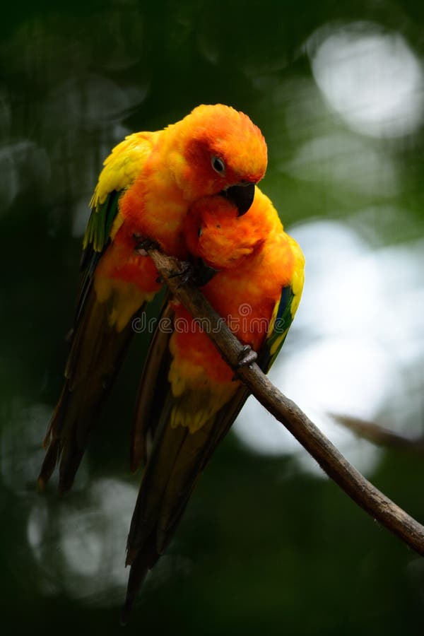 Sun Conure (Aratinga Solstitialis) Stock Photo - Image of wild, forest ...