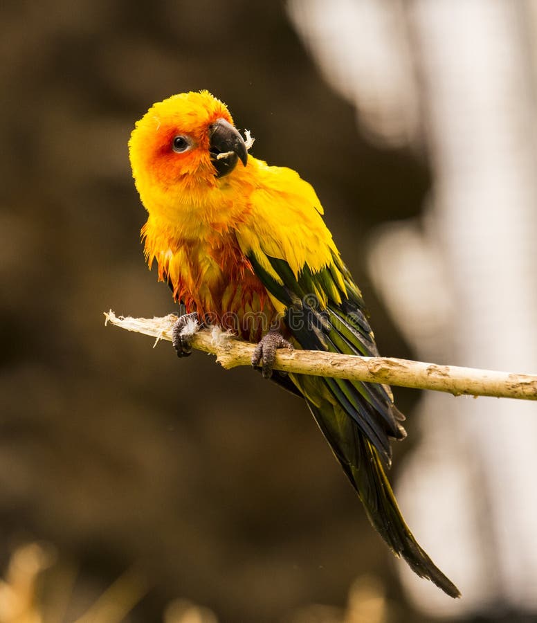 Sun Conure Aratinga Solstitialis Stock Photo - Image of color, feathers ...