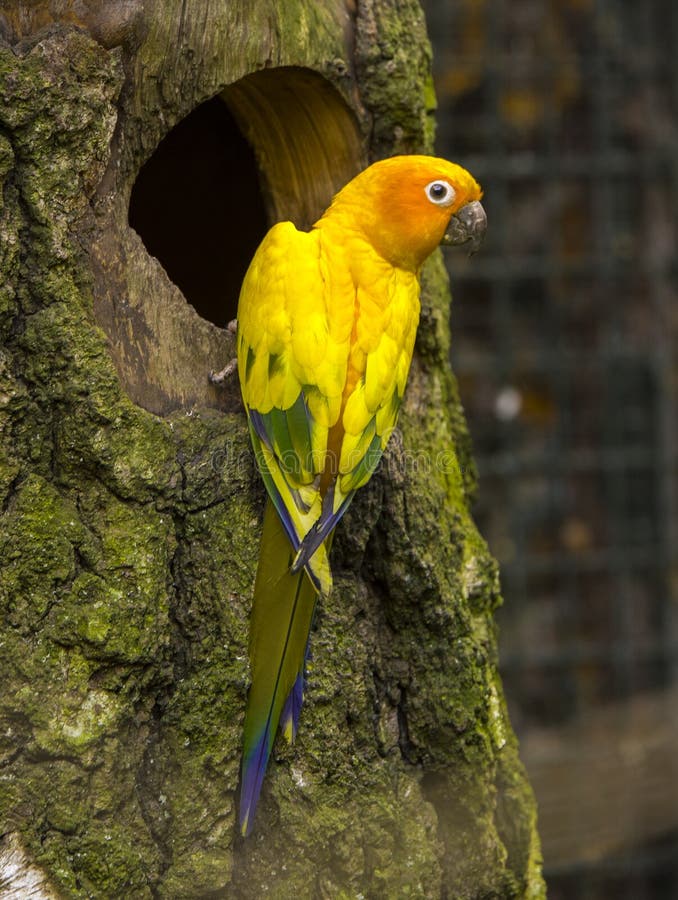 Sun Conure Aratinga Solstitialis Stock Image - Image of fauna ...