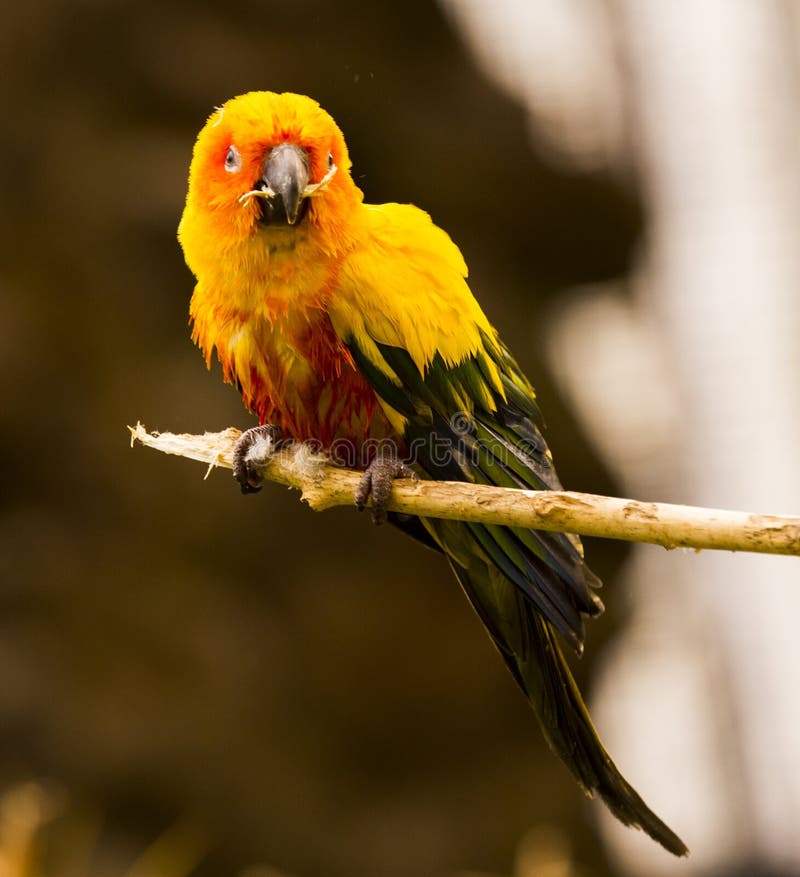 Sun Conure Aratinga Solstitialis Stock Image - Image of fauna ...