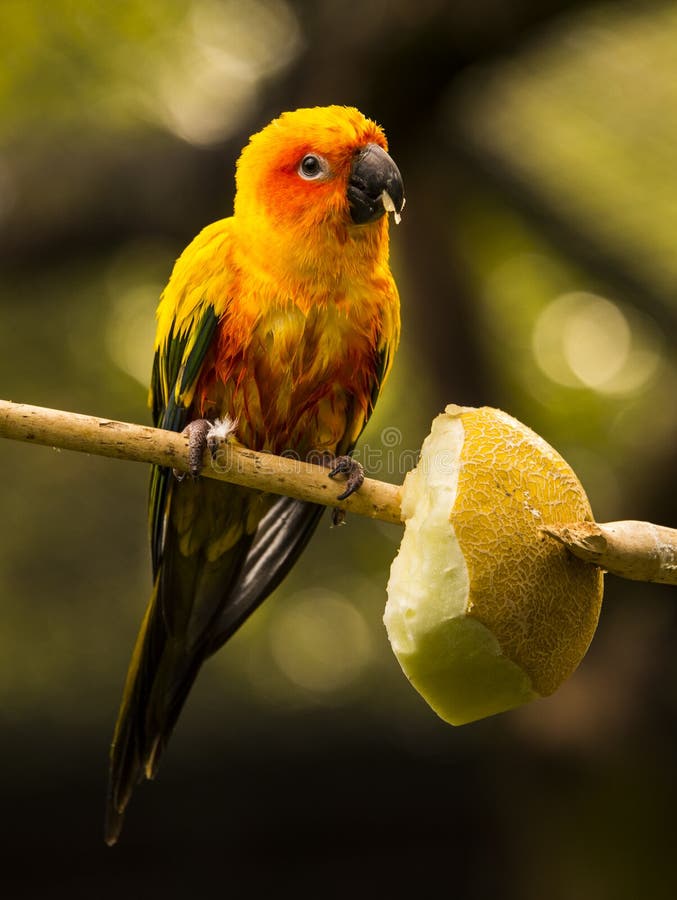 Sun Conure Aratinga Solstitialis Stock Photo - Image of cockatoo, fauna ...