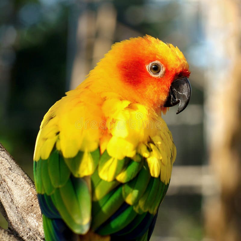 Sun Conure, Beautiful Yellow Parrot Bird Stock Photo - Image of beauty ...