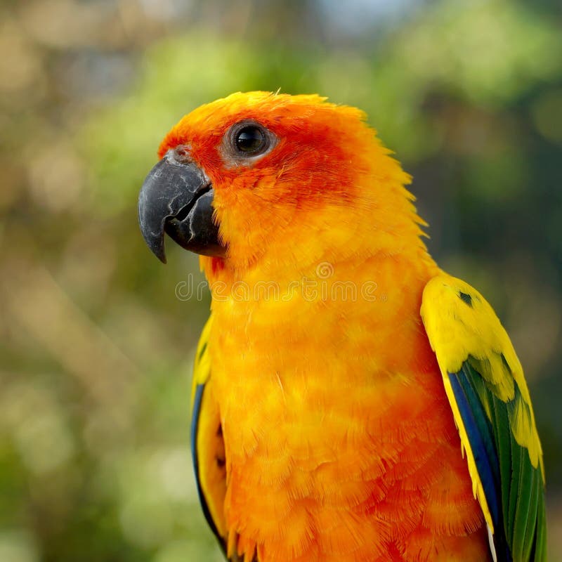 Sun Conure, Beautiful Yellow Parrot Bird Stock Photo - Image of orange ...