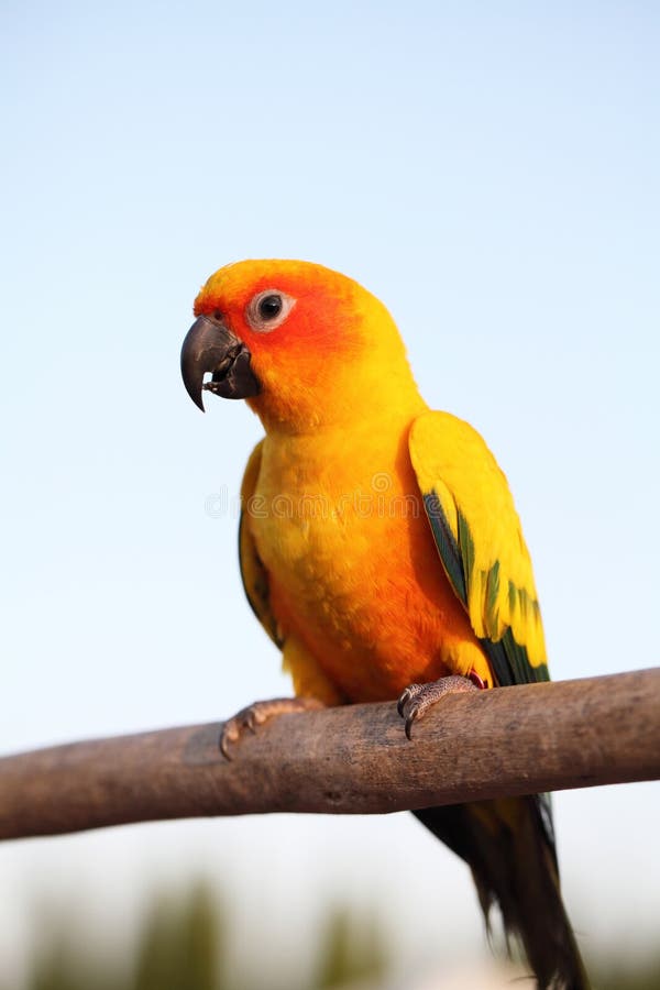 Sun Conure bird stock image. Image of parakeet, green - 141552379