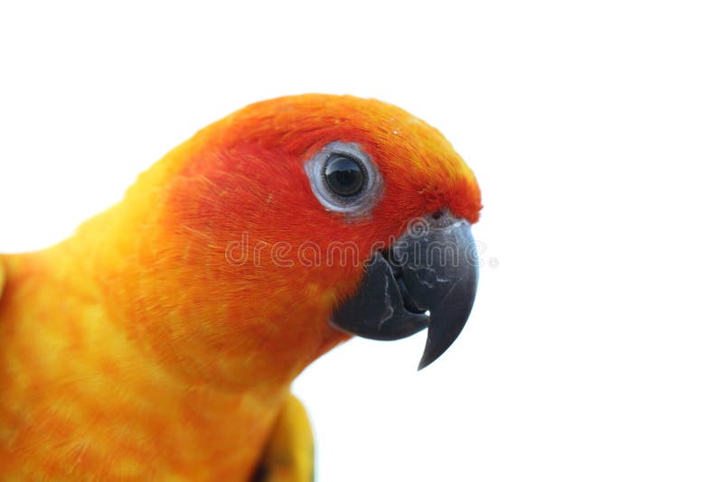 Sun Conure bird stock image. Image of parakeet, family - 141552381