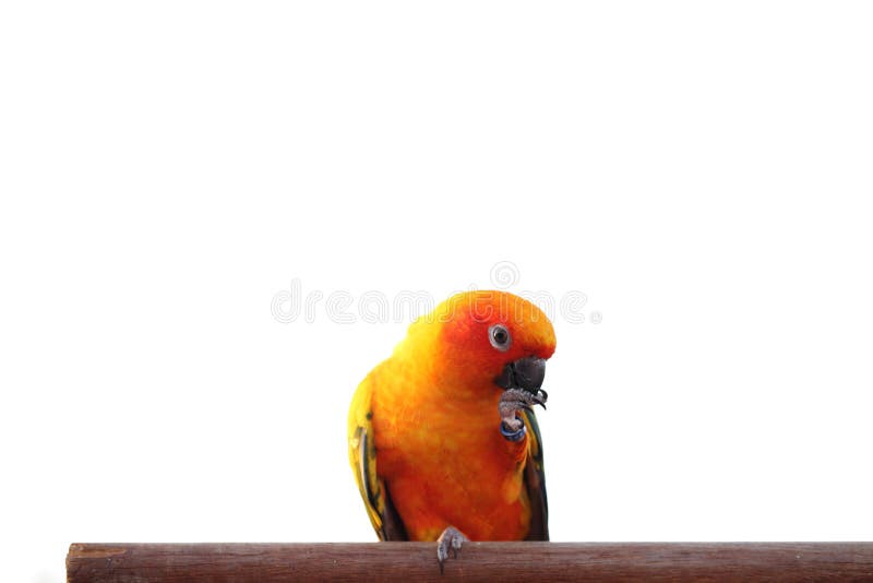 Sun Conure bird stock image. Image of beautiful, fauna - 141552463