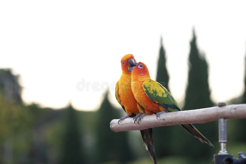Sun Conure bird stock image. Image of orange, conure - 141552471