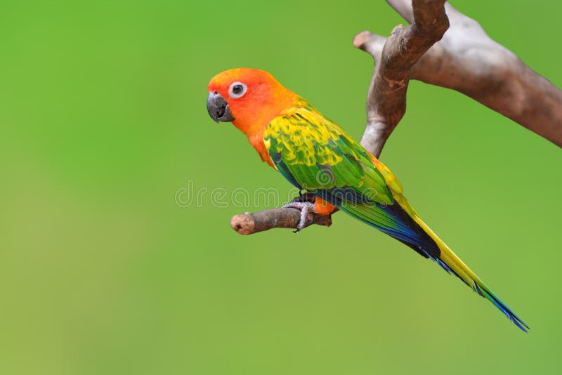 1,868 Beautiful Sun Conure Bird Stock Photos - Free & Royalty-Free ...