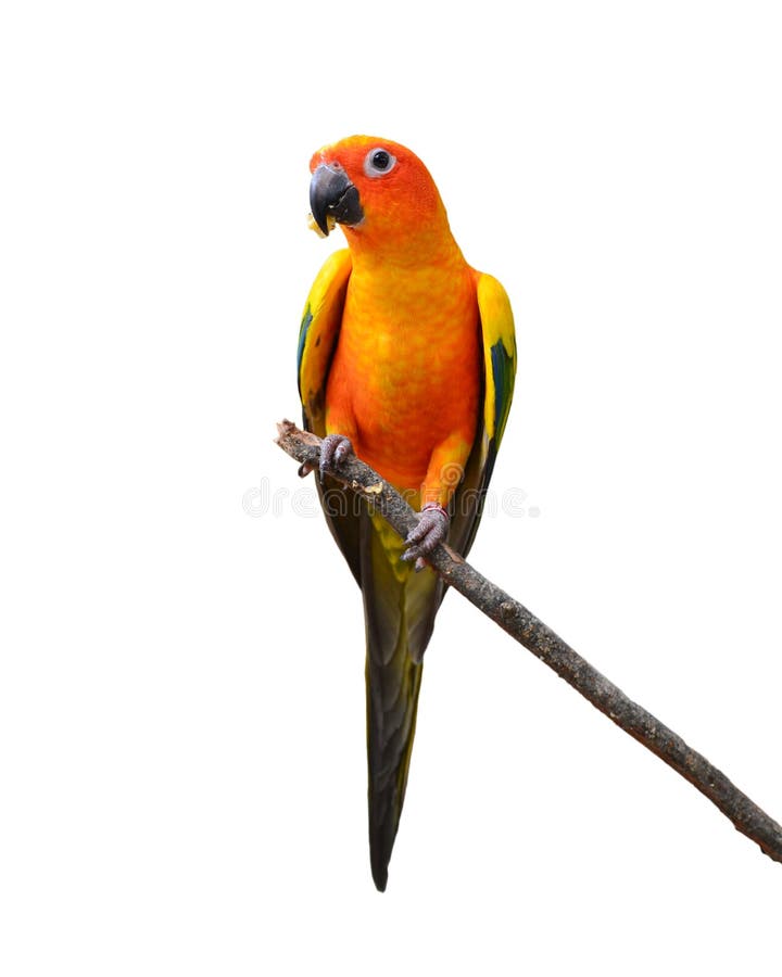 Beautiful Sun Conure Bird stock photo. Image of cockatoo - 3552210