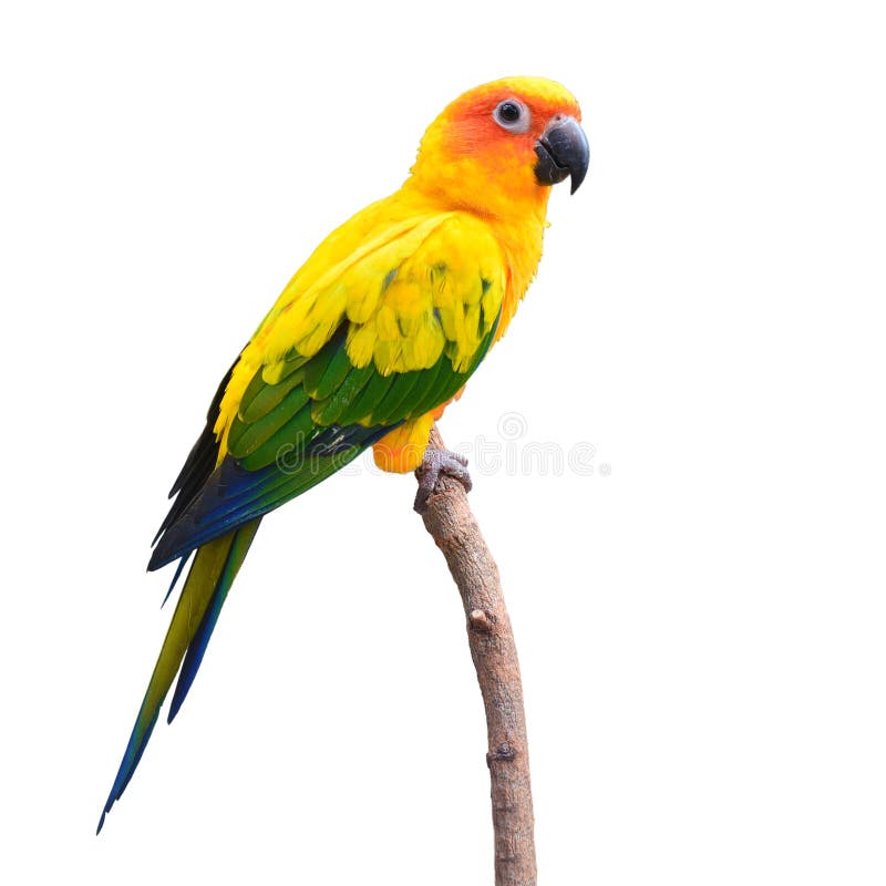 Sun Conure Bird Sitting on a Tree Branch Stock Image - Image of natural ...