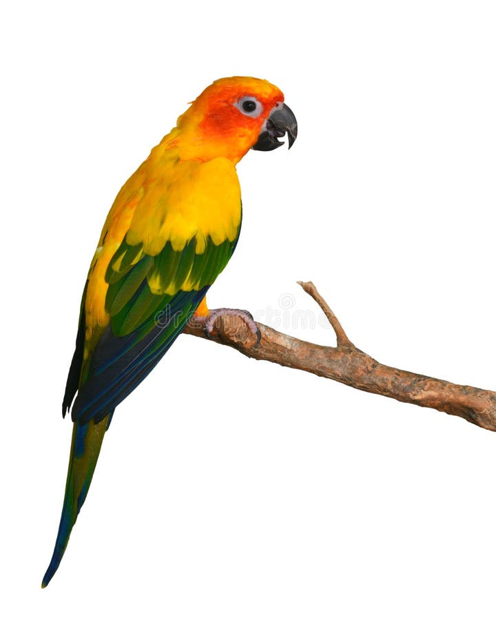 Beautiful Sun Conure Bird Perching On A Branch On White Stock Image ...