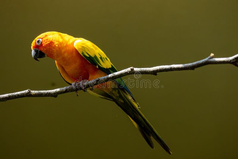 A Sun Conure Bird on a Branch of a Tree Stock Image - Image of perched ...