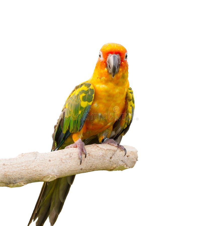 Sun conure bird stock photo. Image of orange, perch, close - 42585700