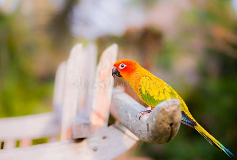 Sun Conure Bird. stock photo. Image of orange, cockatoo - 40768656