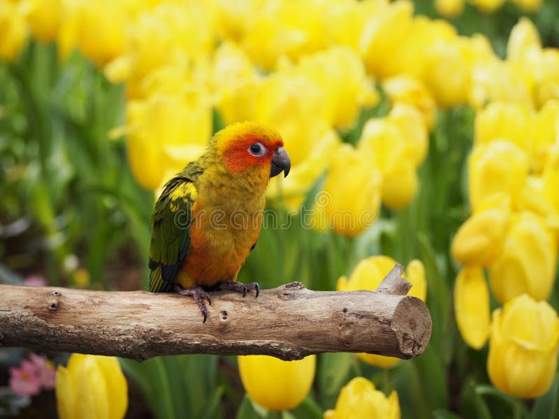 Sun Conure Bird in the Garden Stock Image - Image of blue, flower: 38723869