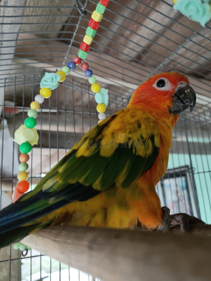 Sun conure bird green pet stock image. Image of sunconure - 237053483