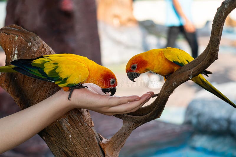Sun Conure Birds Eating Food on Hand. Feeding Sun Conure Bird Stock ...