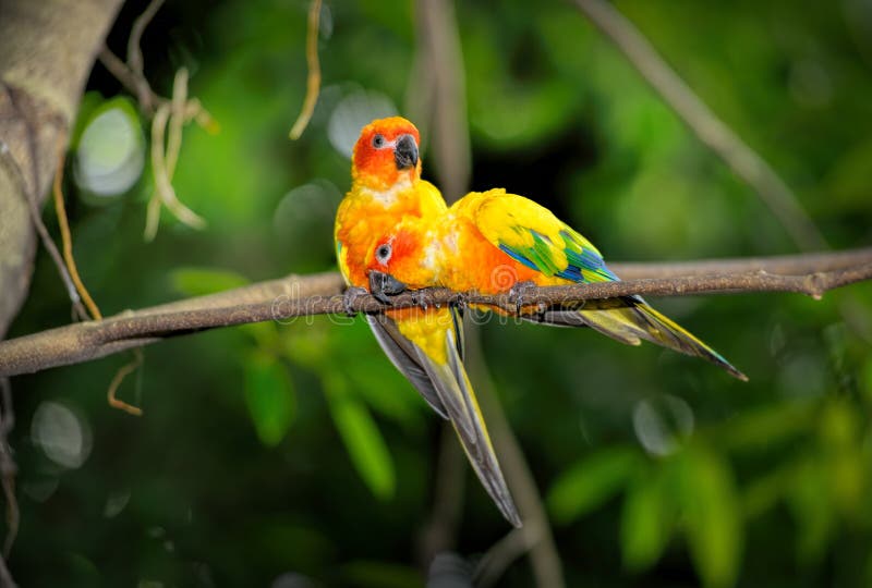 Sun Conure stock image. Image of orange, yellow, wild - 66550925
