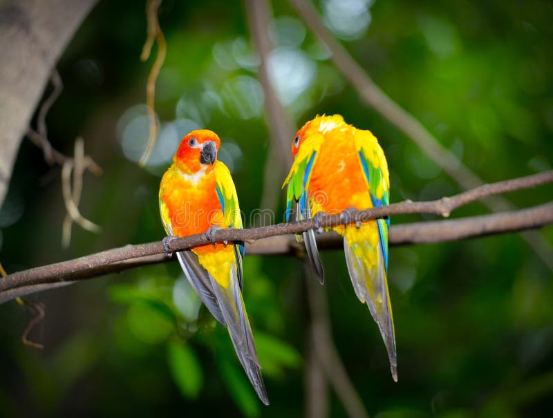 Sun Conure stock photo. Image of parrot, animal, wild - 66550934