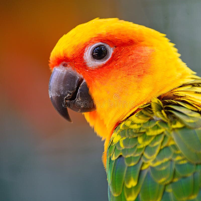 Sun Conure stock image. Image of plumage, beak, beautiful - 43836457