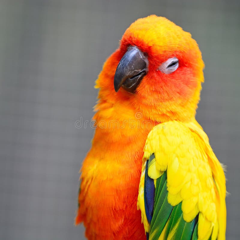 Sun Conure stock photo. Image of feather, plumage, tropical - 51264486