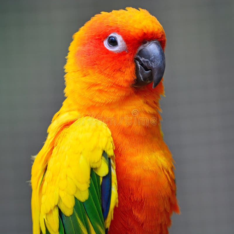 Sun Conure stock photo. Image of feather, plumage, tropical - 51264486